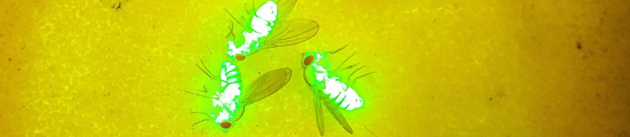 Finding Pollination in Extinct Flies | Department of Organismic and ...