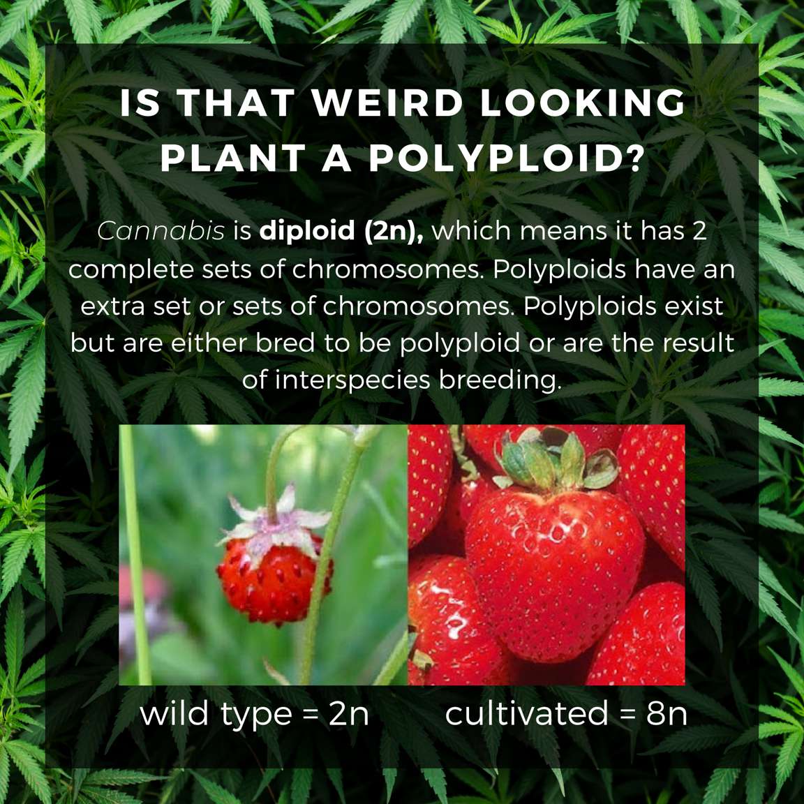 Polyploidy