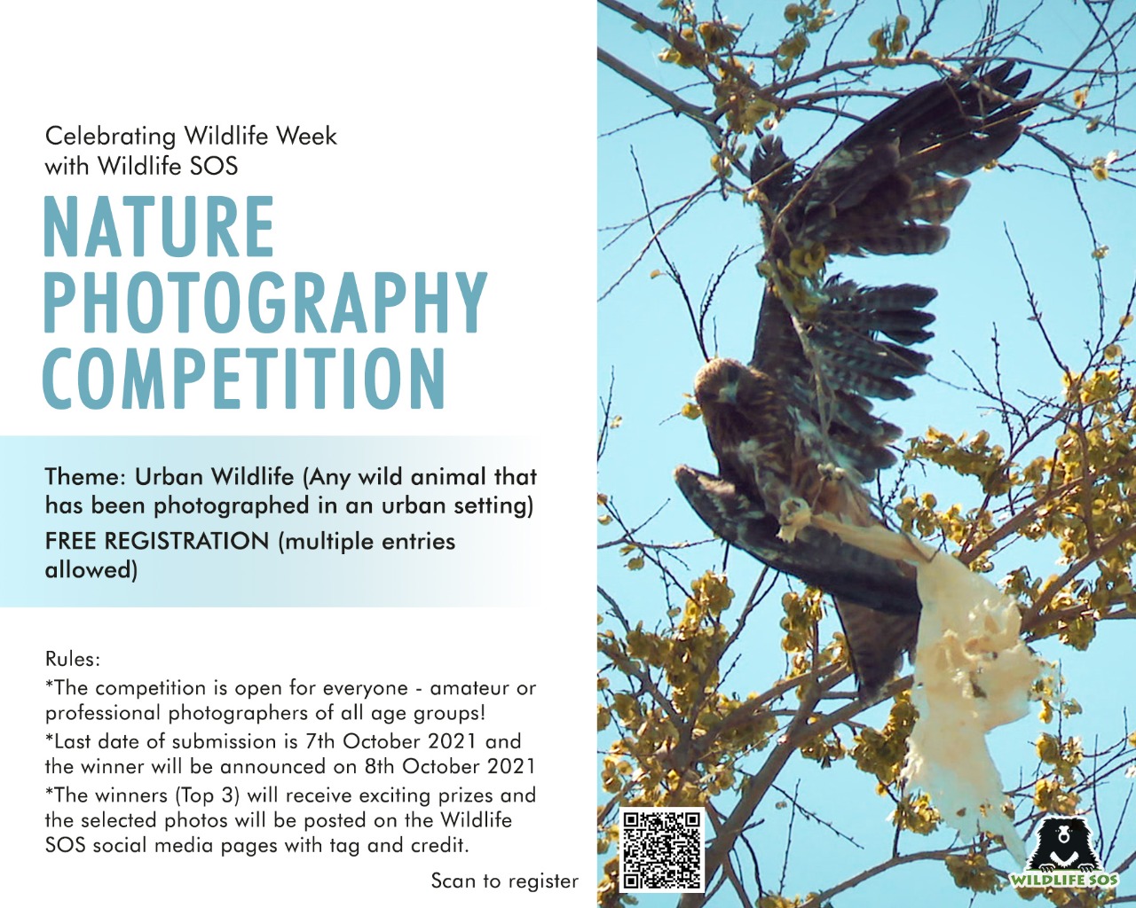 Wild Animal Competition