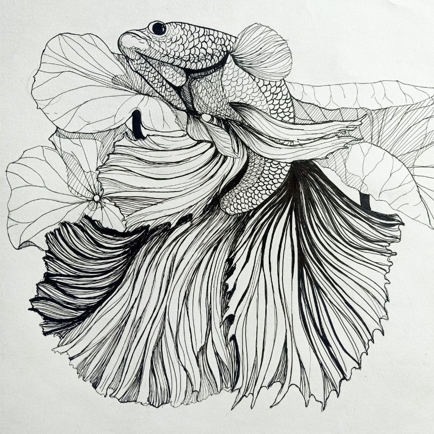 Betta Fish Pencil Drawings