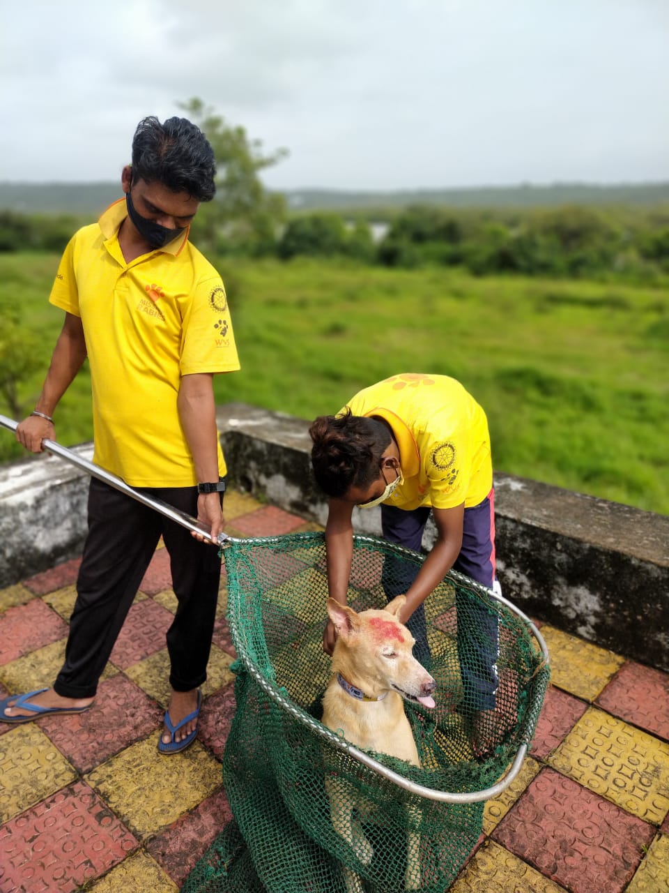 Are There Nets To Help Catch A Dog