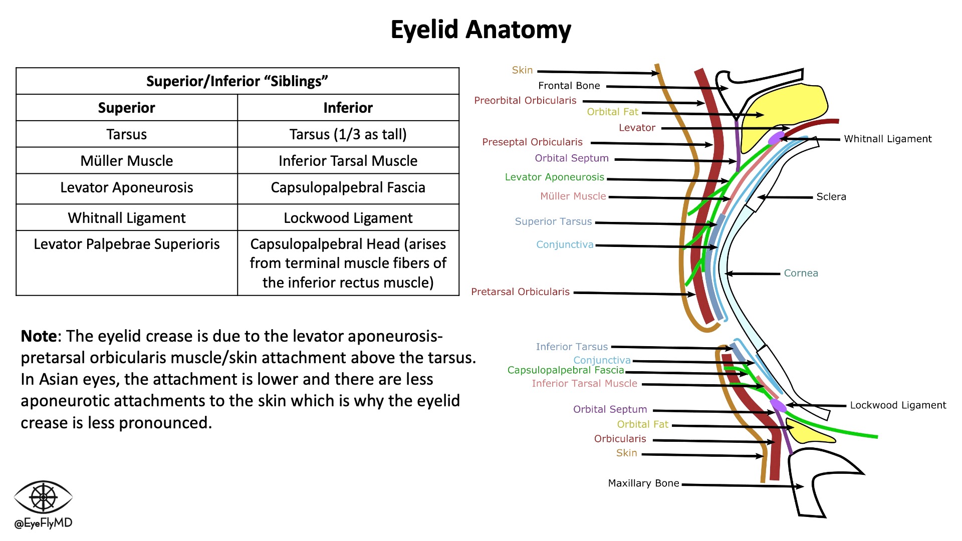 Eyelid Anatomy Diagram