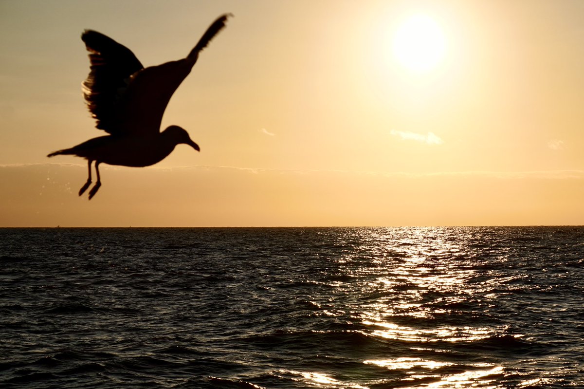 Duizenden handtekeningen voor 'ban super trawler' - Visserij.nl