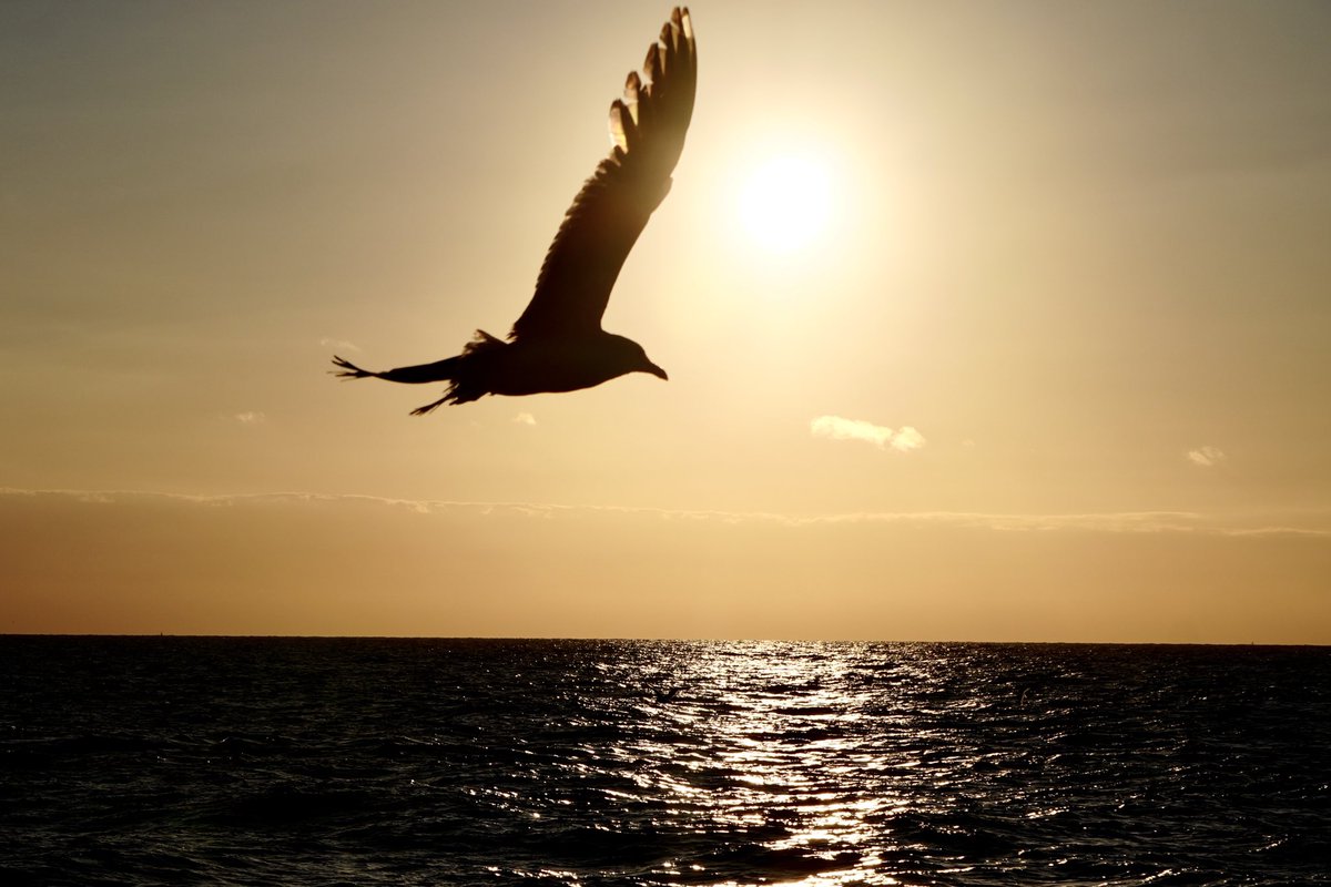 Duizenden handtekeningen voor 'ban super trawler' - Visserij.nl