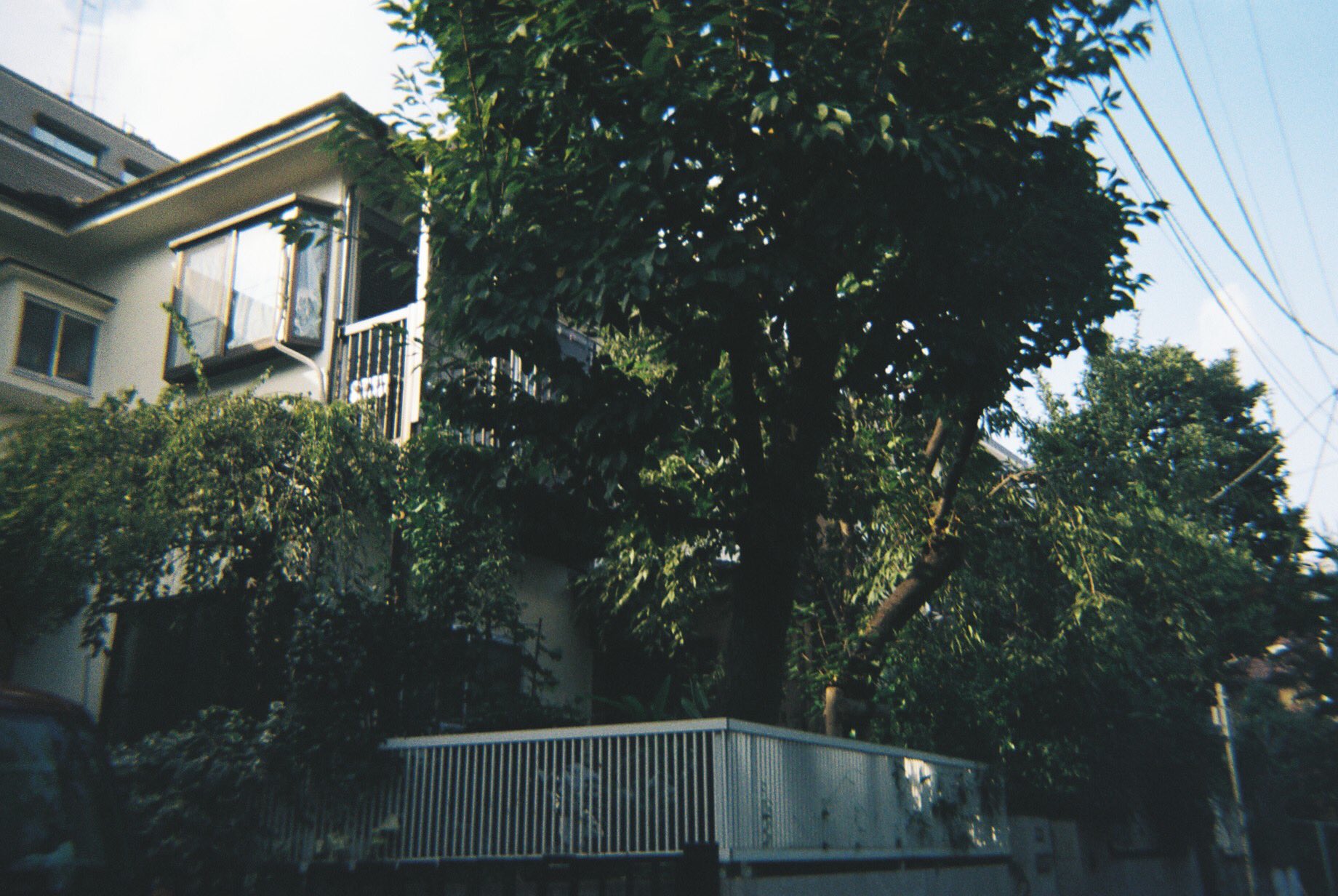 Rinco Koyama on Twitter: "film photography.…