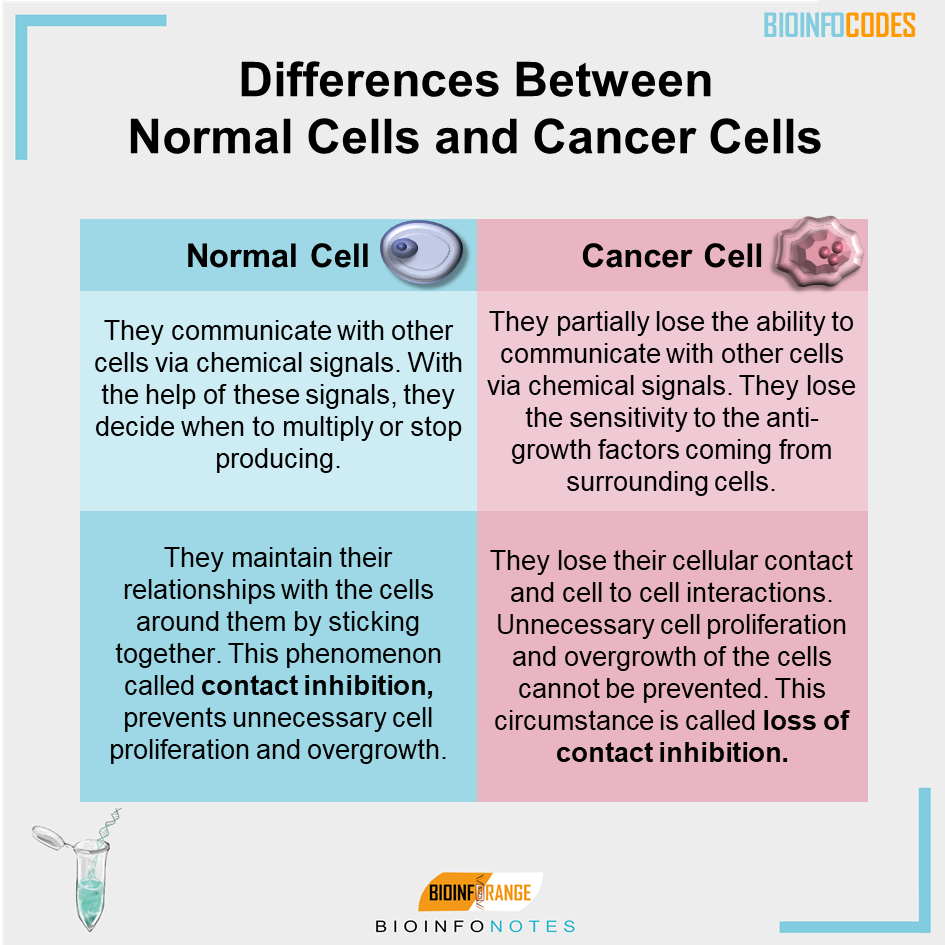 Difference Between Cancer Cells And Normal Cells