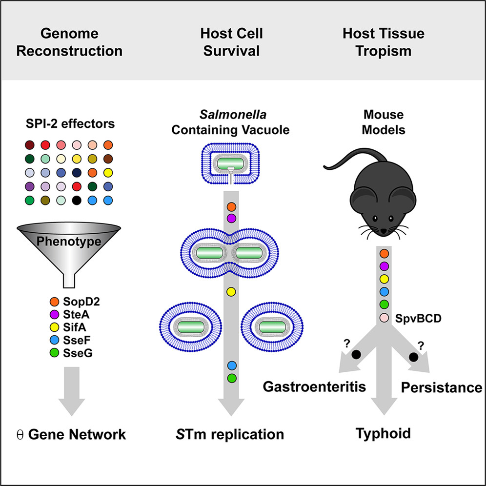Salmonella Cell Diagram