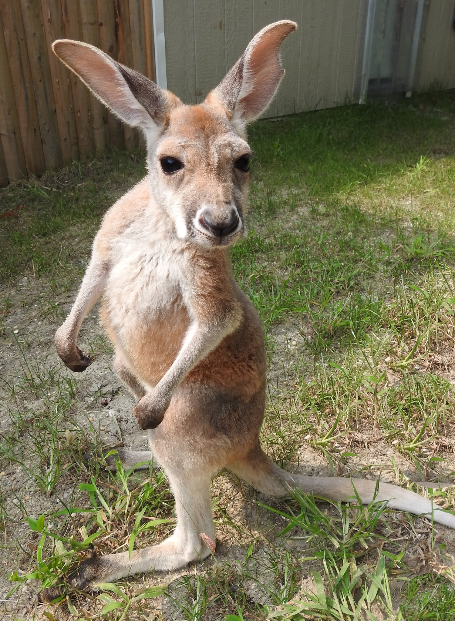 Pygmy Kangaroo