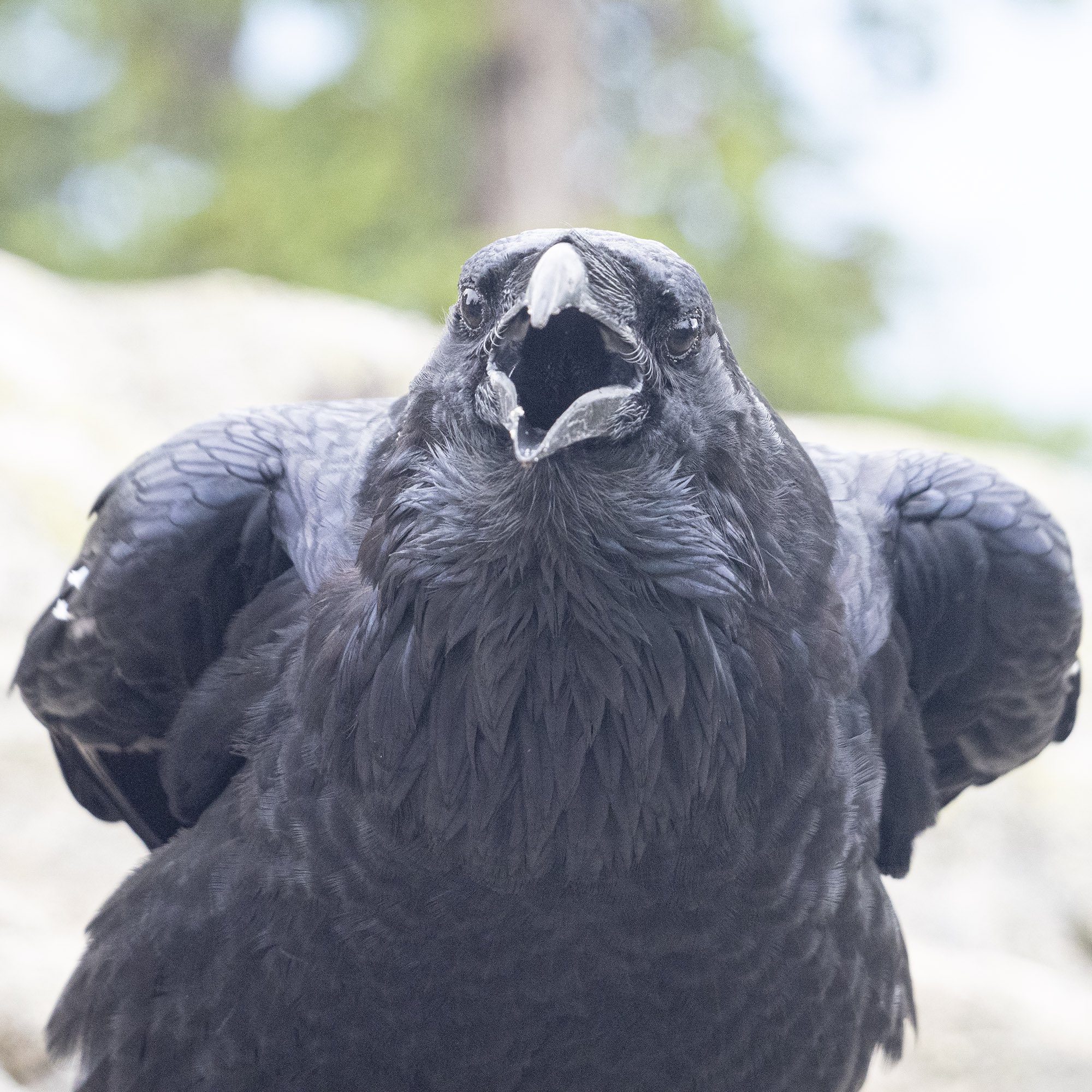 Crow Beak Open