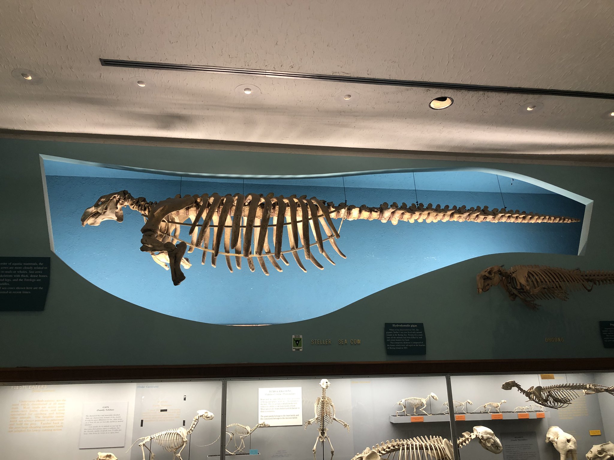 Stellers Sea Cow Skeleton