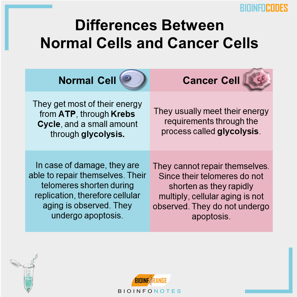 Difference Between Cancer Cells And Normal Cells Difference Between Cancer Cells And Normal Cells