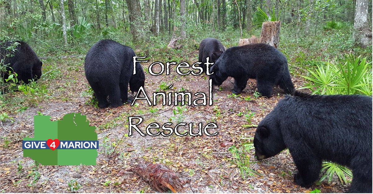 Forest Animal Rescue – by Peace River Refuge & Ranch – Wild Animal ...