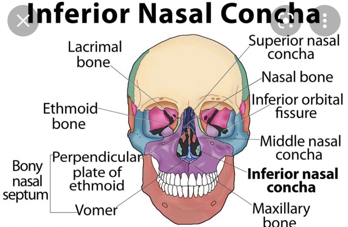 Ethmoid Bone Superior Nasal Concha