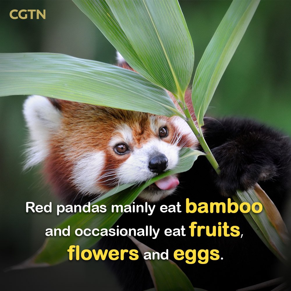 Funny Quotes About Pandas