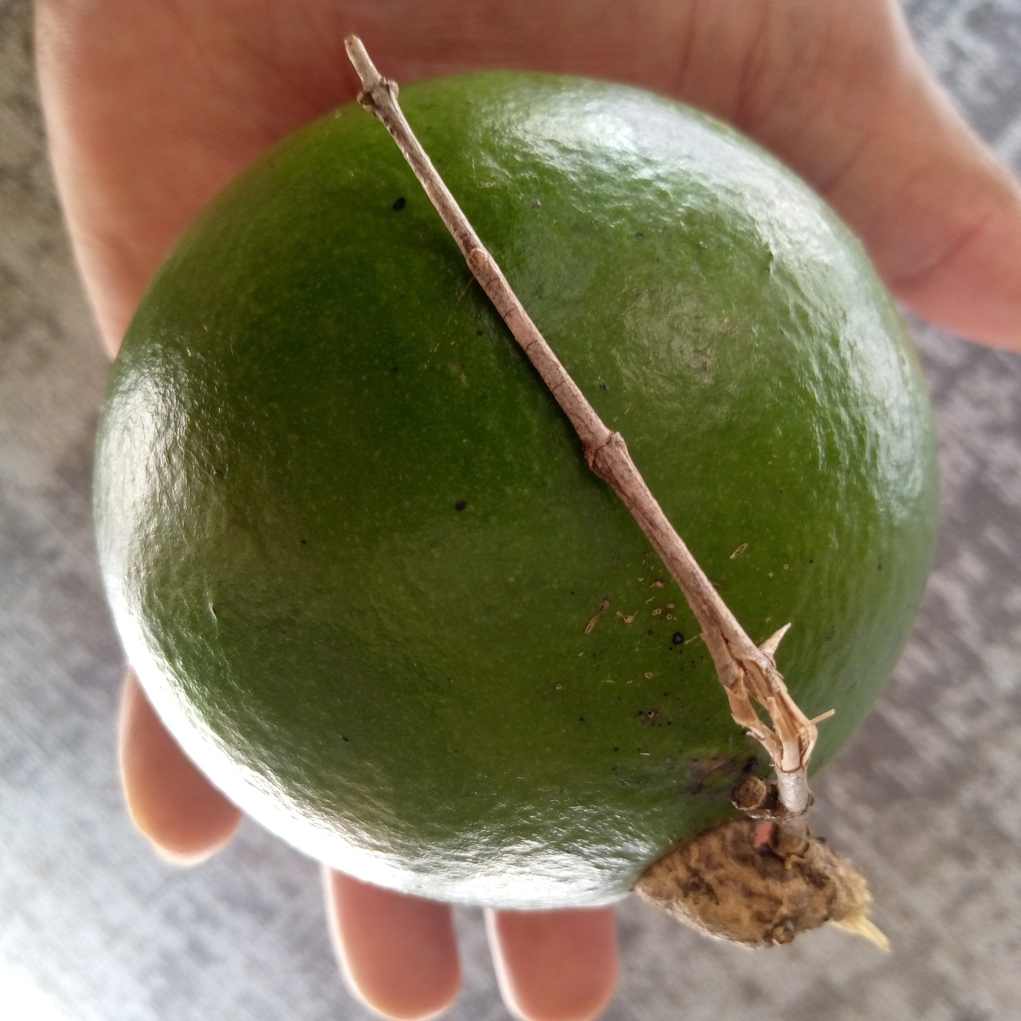 Umuthi Wemvelo Wokuhlanza Amazinyo Aqine, Uphinde Welaphe , 56% OFF