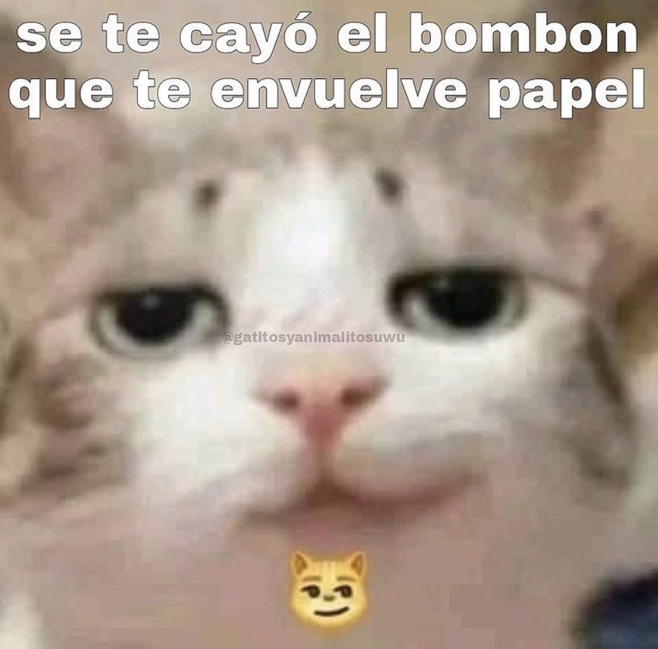 El Bombon Memes Guineo Ecuatoriano: La Bombón Y Los Memes De Platano