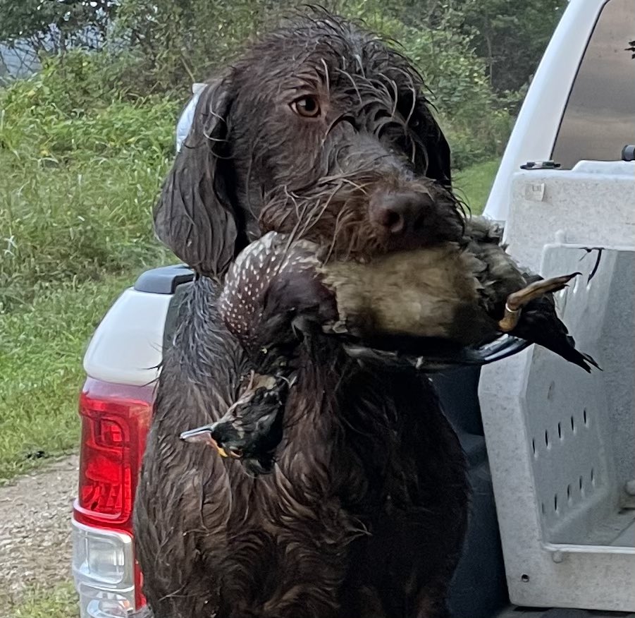 Pudelpointer Duck Hunting