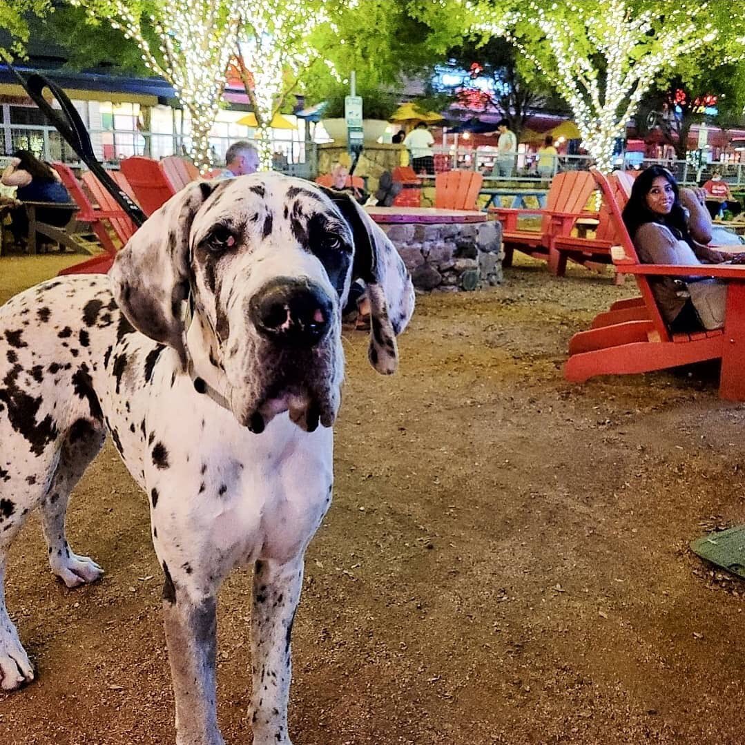 Are Dogs Allowed At Trinity Groves