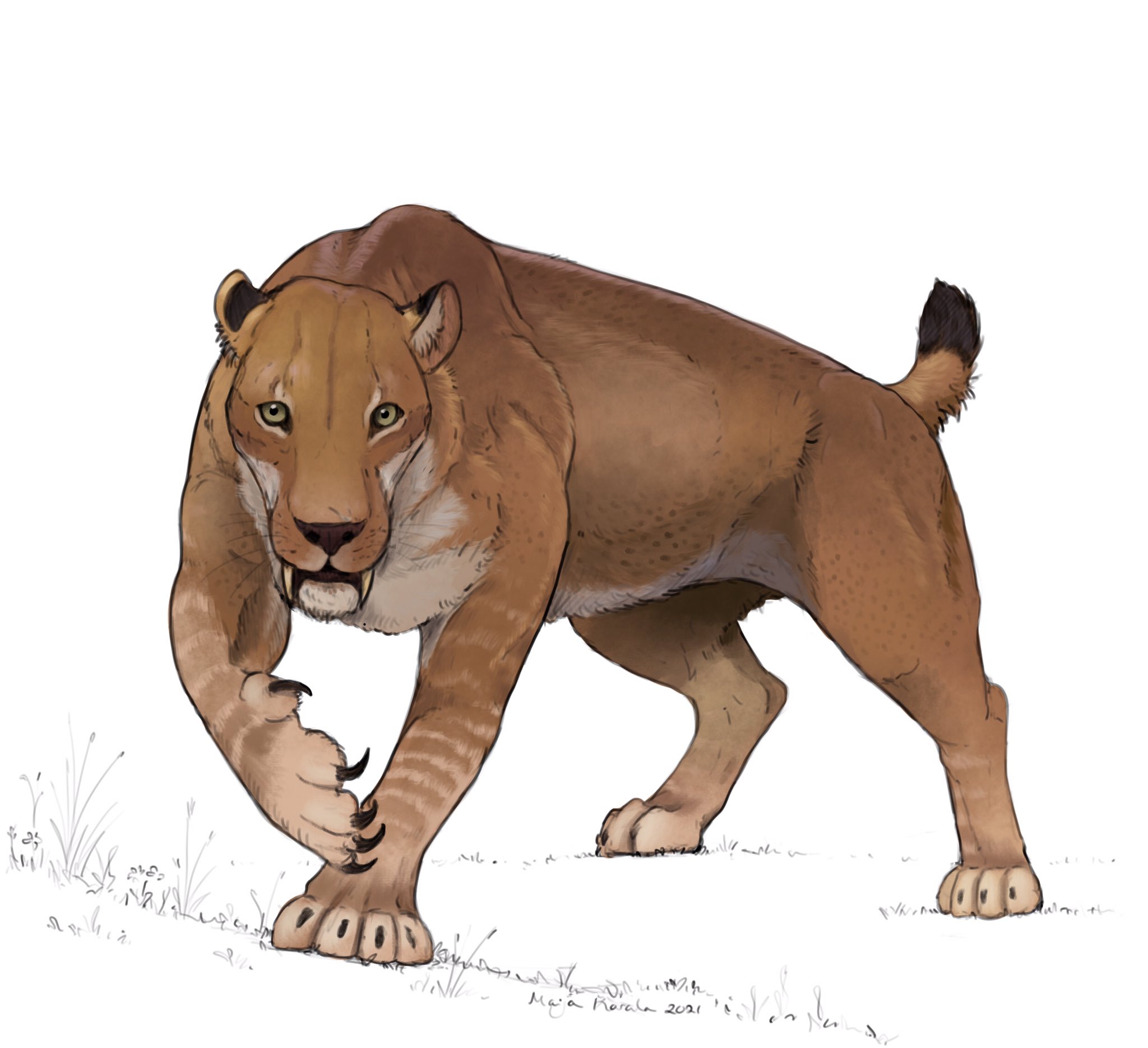 Saber Tooth Cat Drawing
