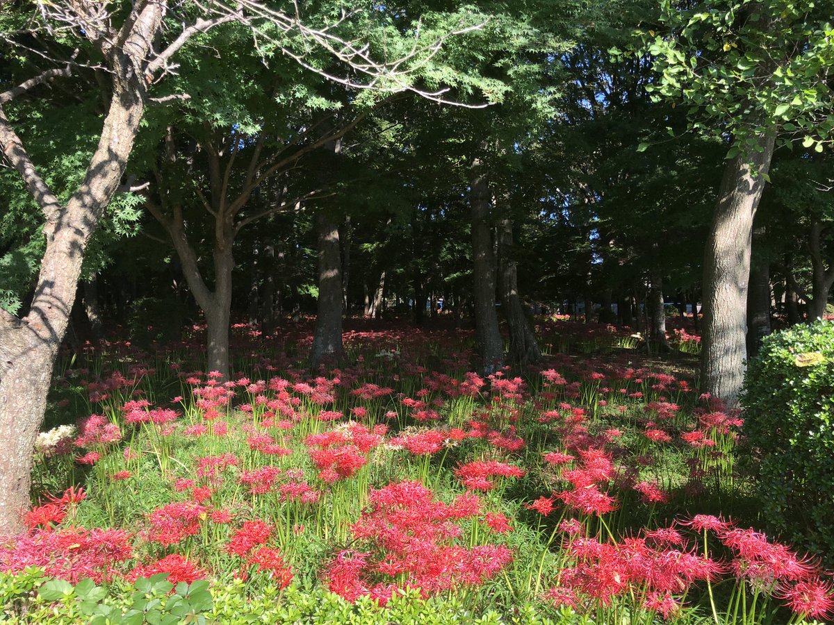 ichi_one(@ichi_ichi_one) - Twilog