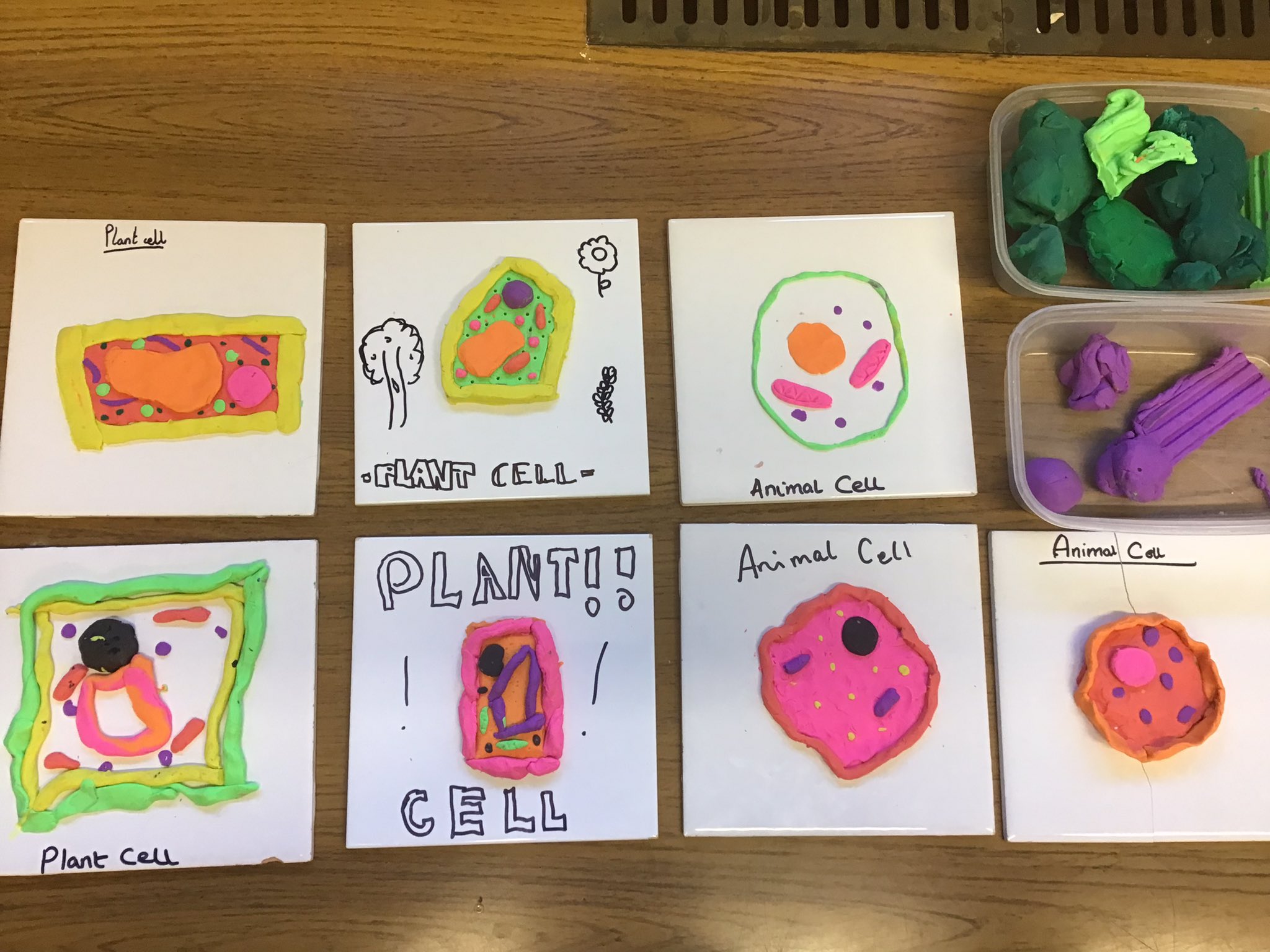 Plant Cell Model Project Ideas