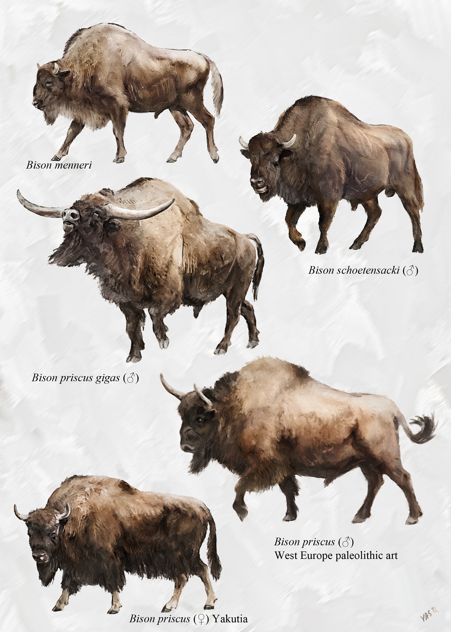 Bison Vs Musk Ox: Key Differences Explained With Photos, 48% OFF