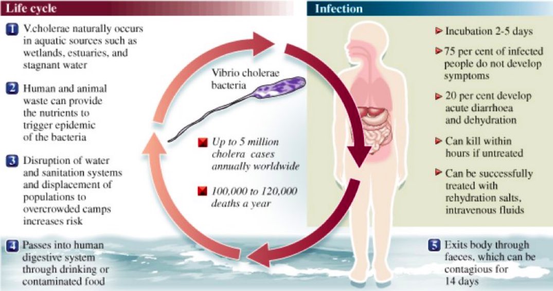 Vibrio Cholerae Life Cycle