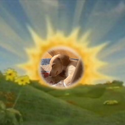 Noah Gorstein (@noah_gorstein) | Twitter