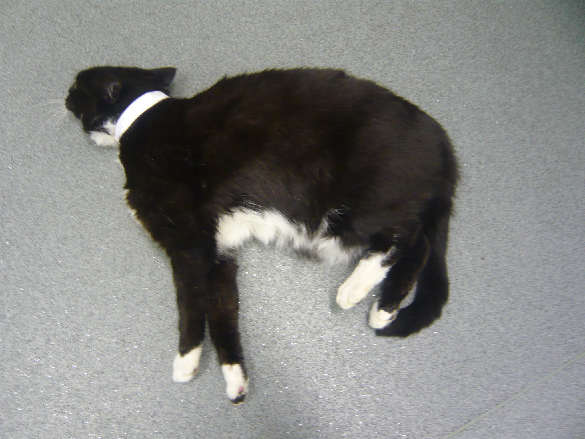 Decerebrate Rigidity Dog