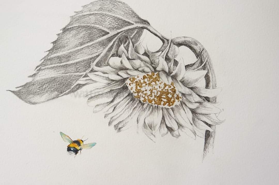 Sunflower Pencil Drawing