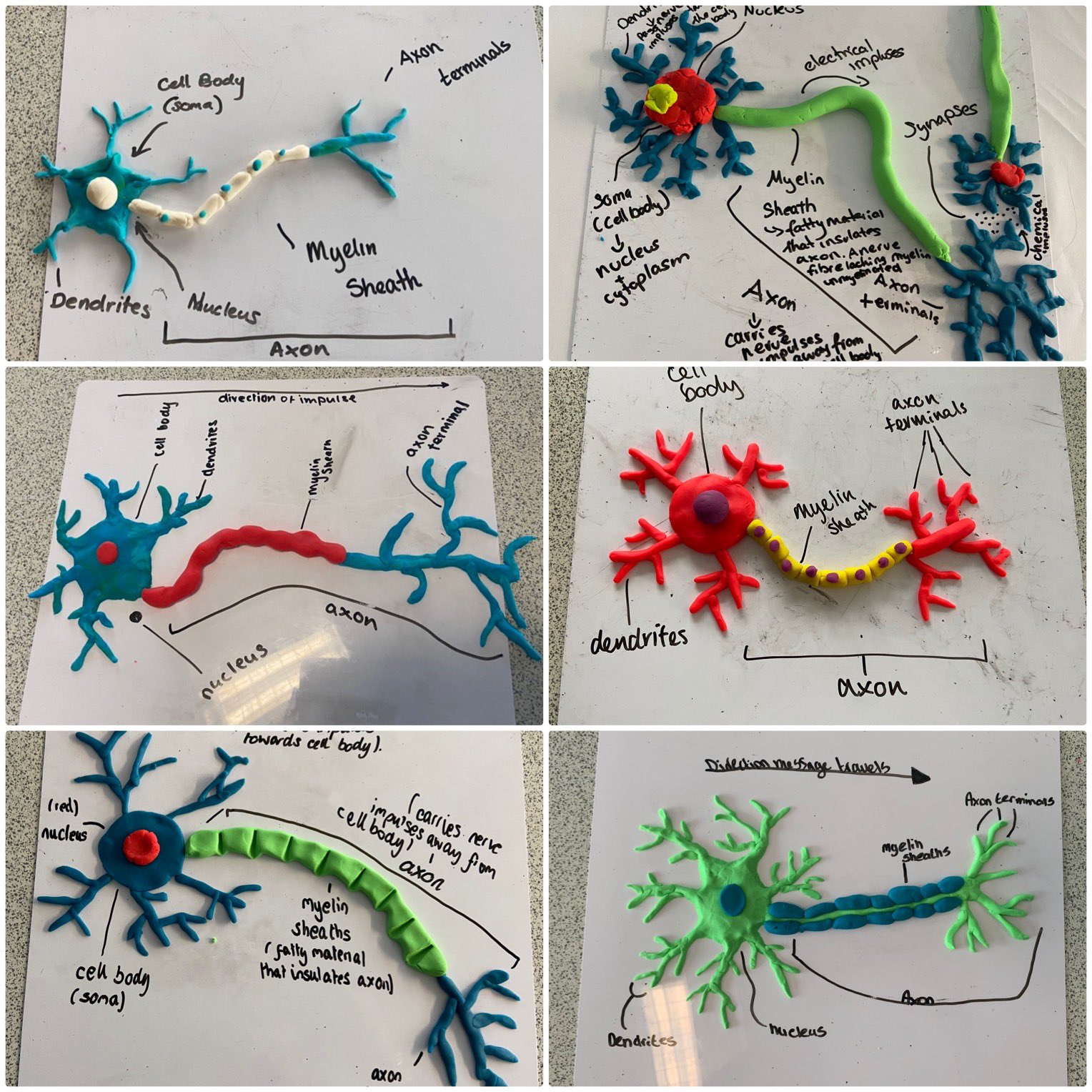 Motor Neuron Model