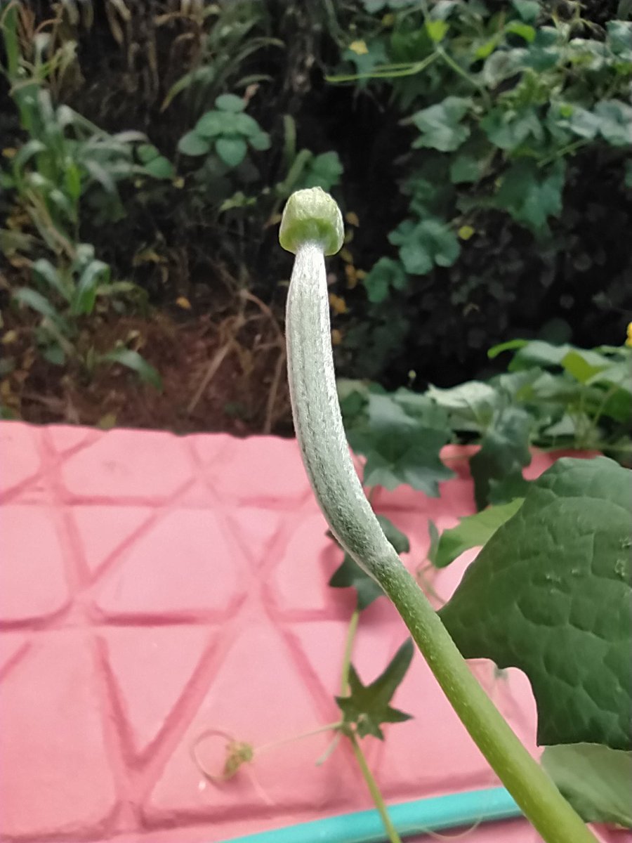 Gaurab wagle (@Gxaurab) | Twitter