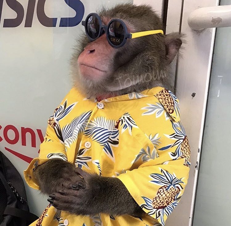 Funny Monkeys With Glasses