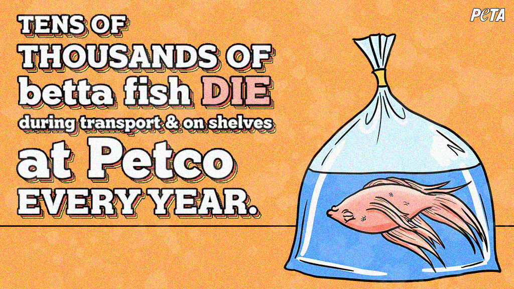 Why Peta Offered To Buy Every Betta Fish From Petco Peta
