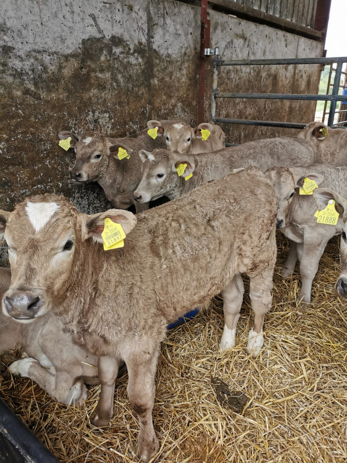 Holstein Charolais Cross