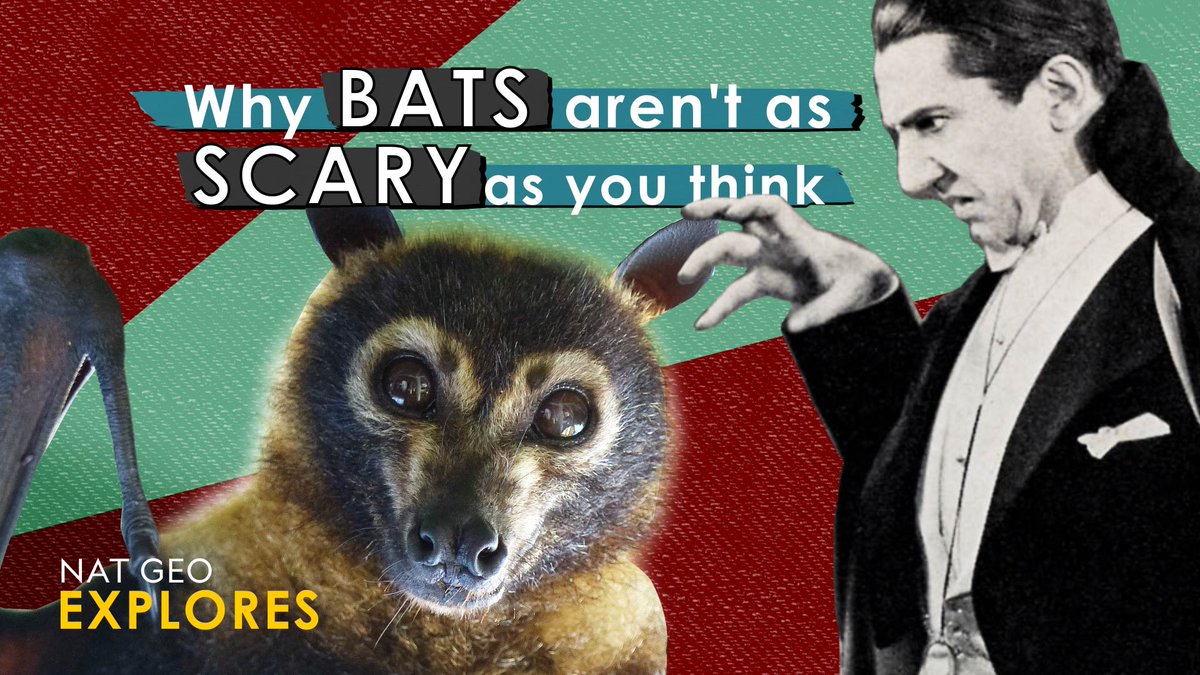 See how common bat misconceptions came about, and just how vital bats ...