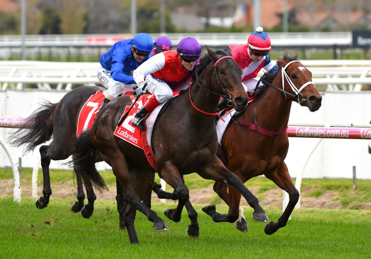 Talented sprinter King Of Hastings is a popular pick at Flemington ...