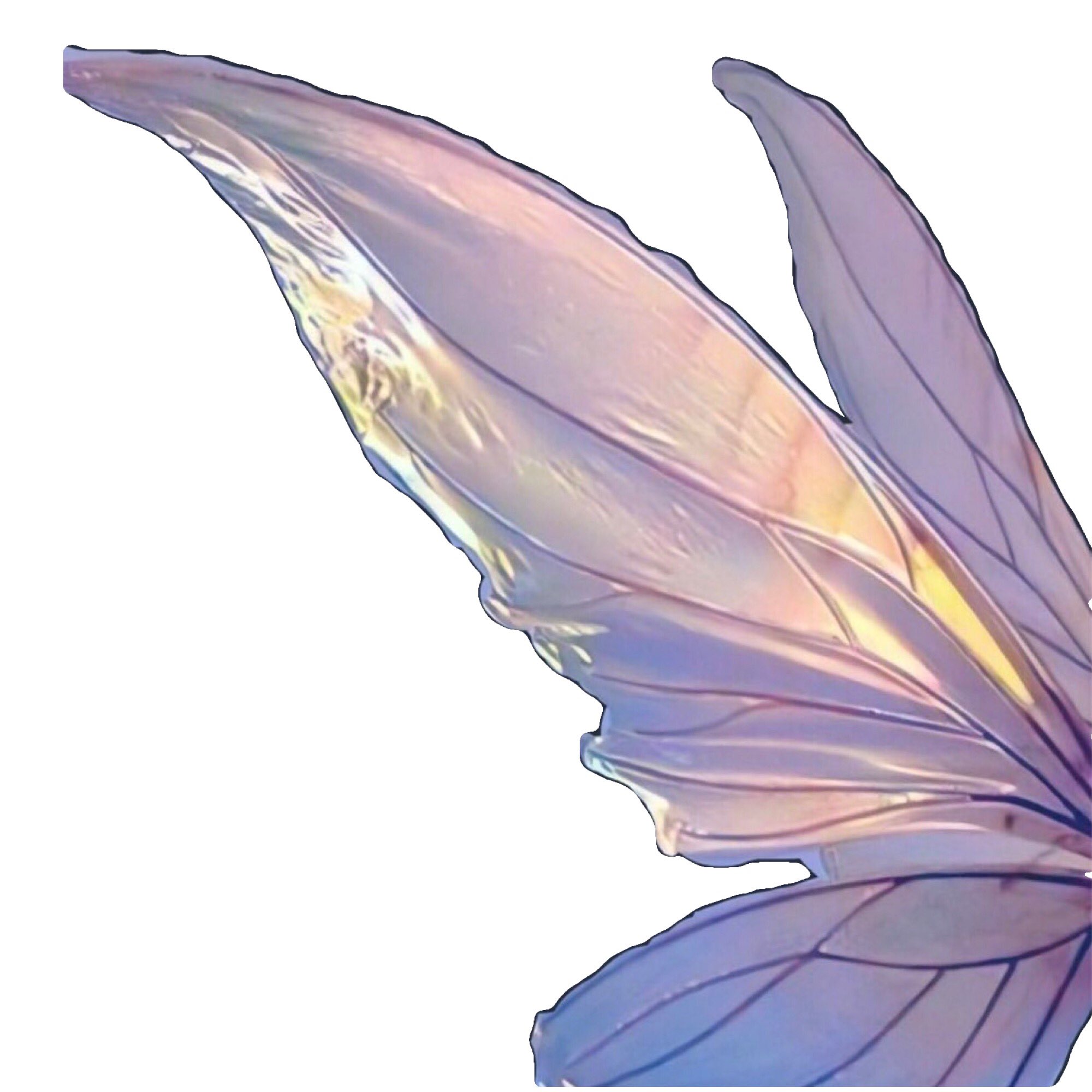 Fairy Wings Side View Png