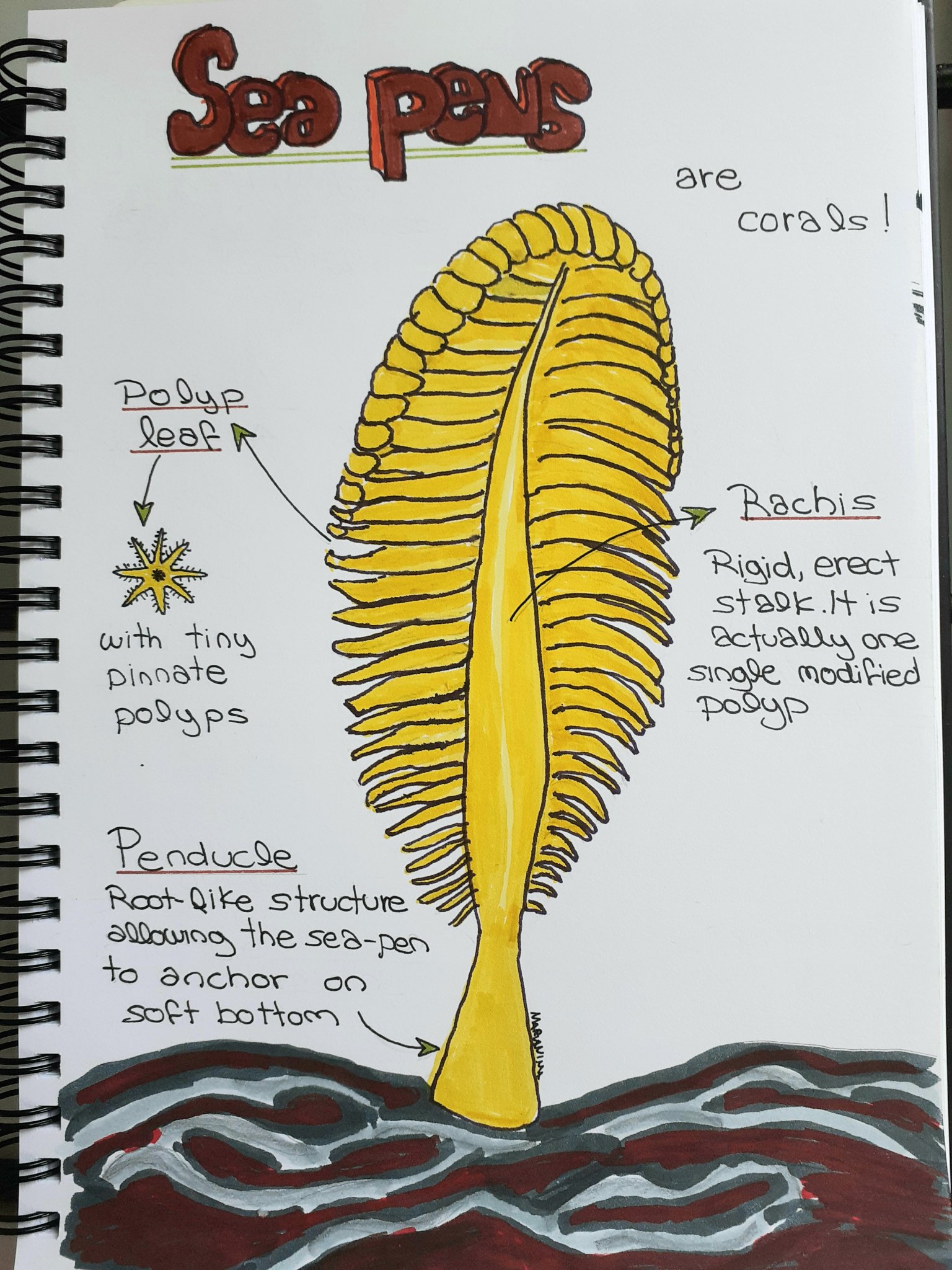 Sea Pen Drawing