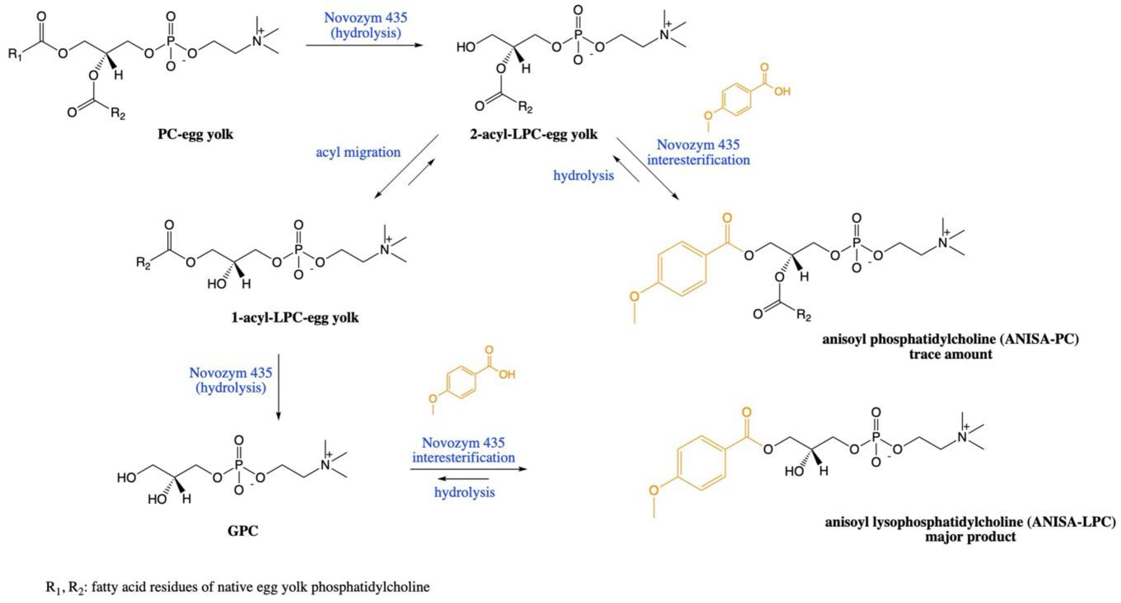 Phosphatidylcholine Synthesis