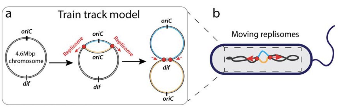 Home - Cees Dekker Lab