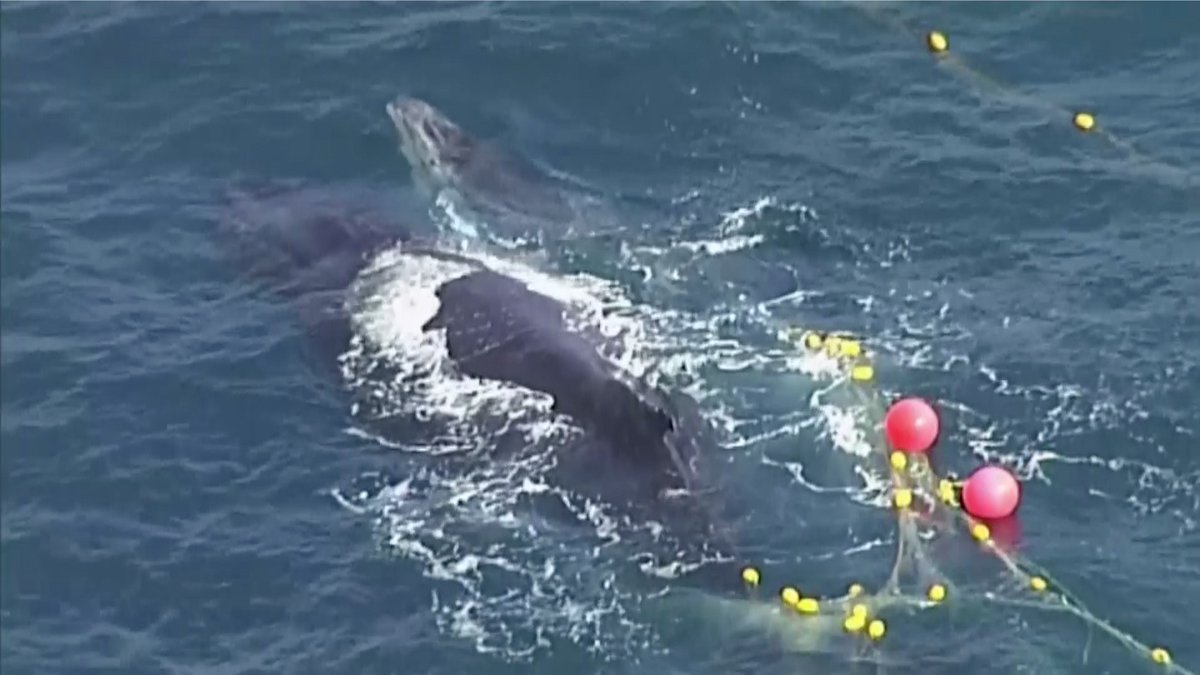 Video: Two humpback whales tangled in shark nets rescued off Australia ...