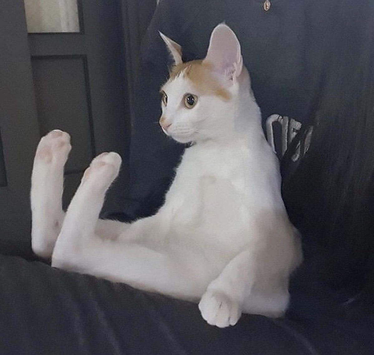 Cat Sitting Upright
