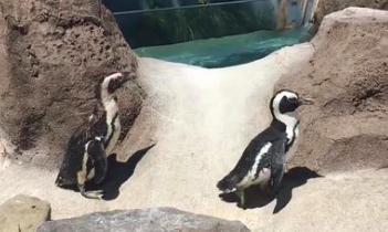 Sick penguin 'saved from dying by loving soulmate who helped her to ...