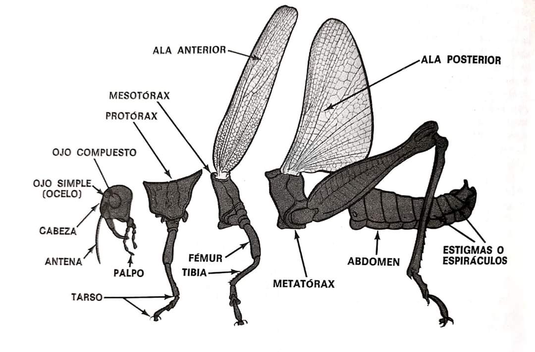 Diagrama De Ojo De Insecto