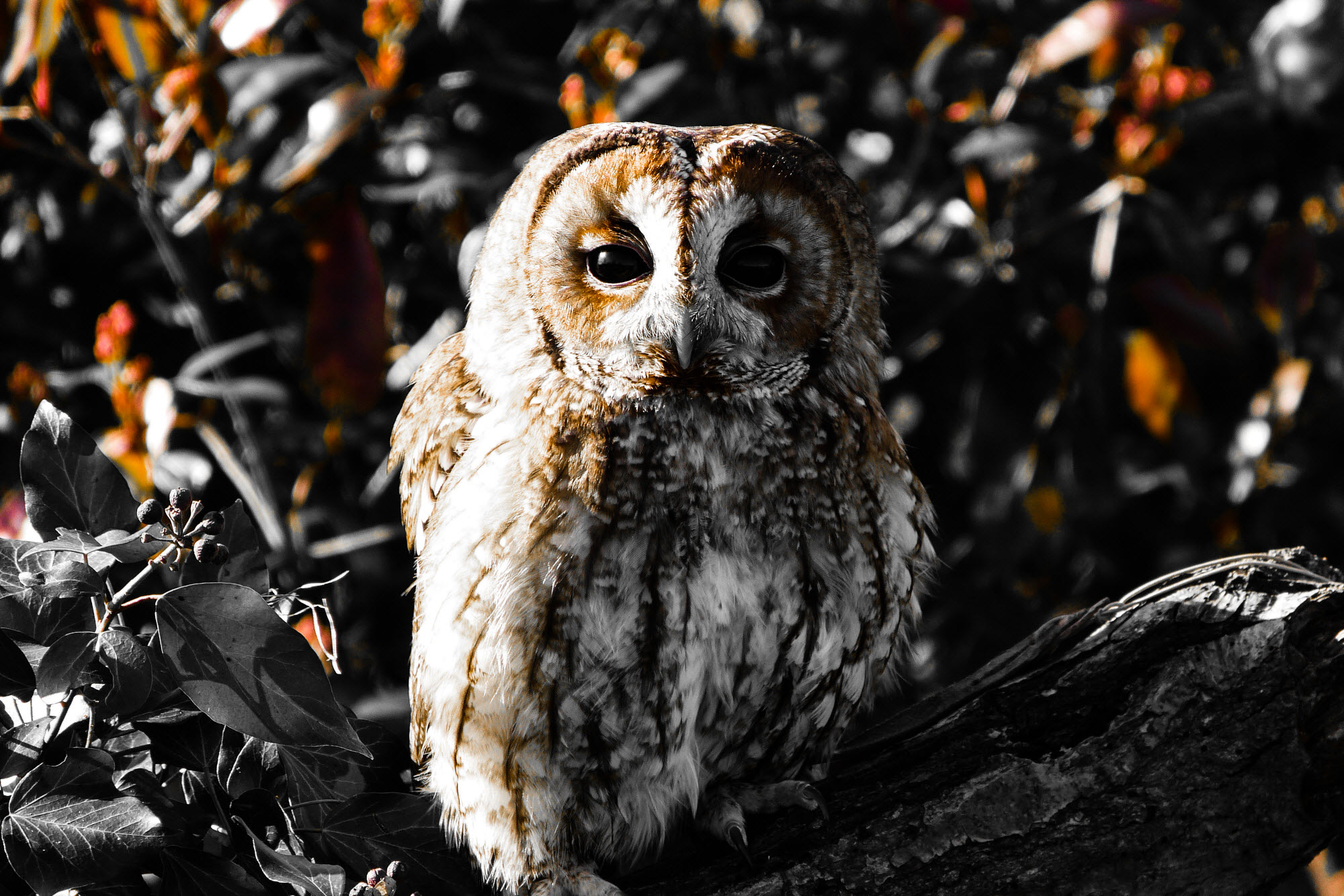 Owl Backgrounds For Facebook