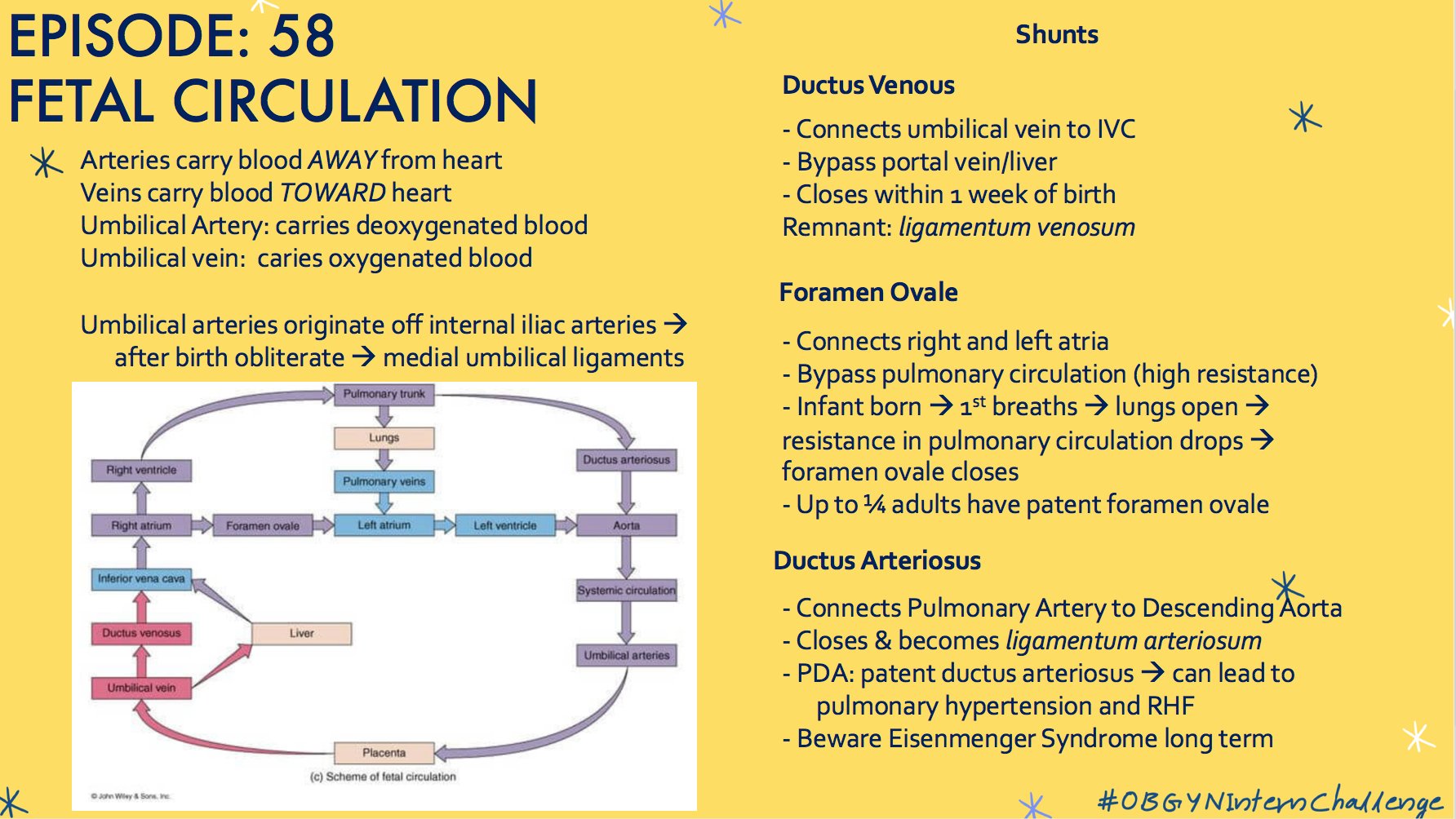 Fetal Circulation Flow Chart