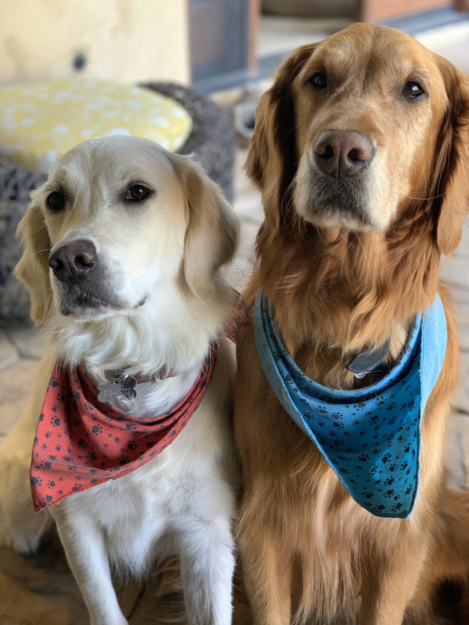 Are Golden Retrievers Dumb