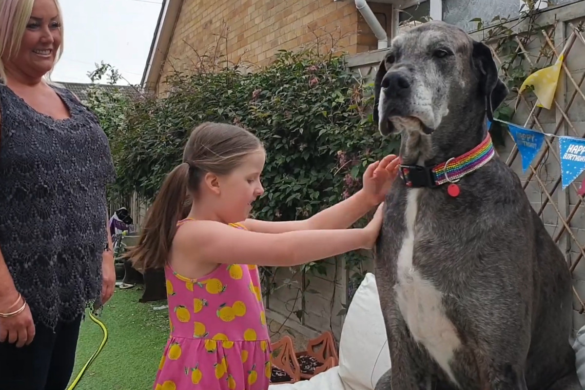Tallest Living Dog