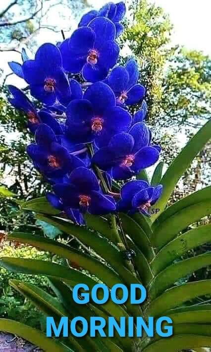 Blue Orchids Field